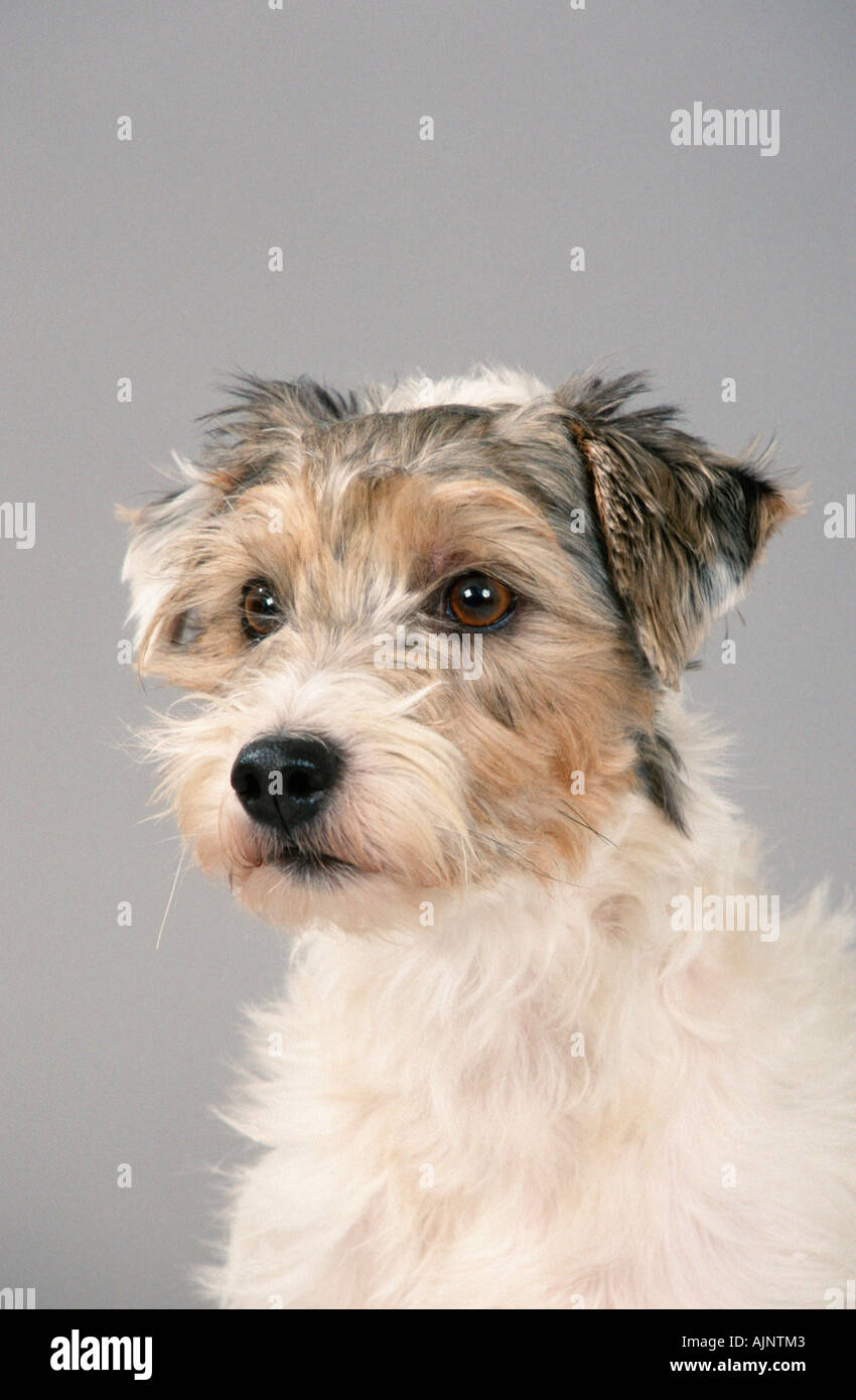 Studio portrait jack russell terrier hi-res stock photography and ...