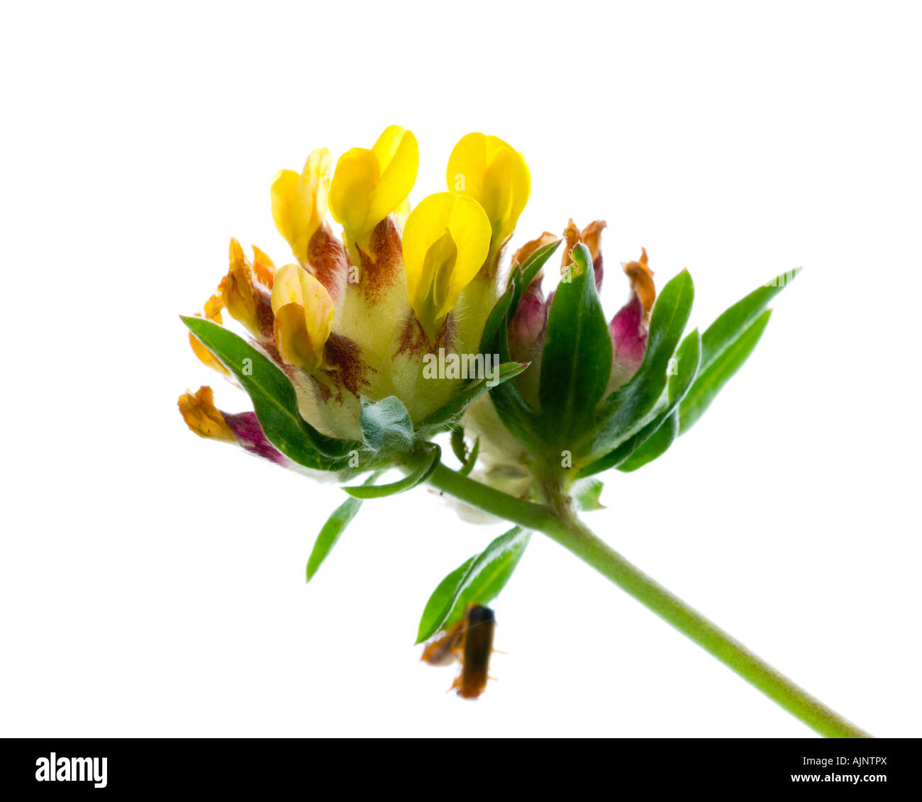 Kidney vetch flowers Stock Photo - Alamy
