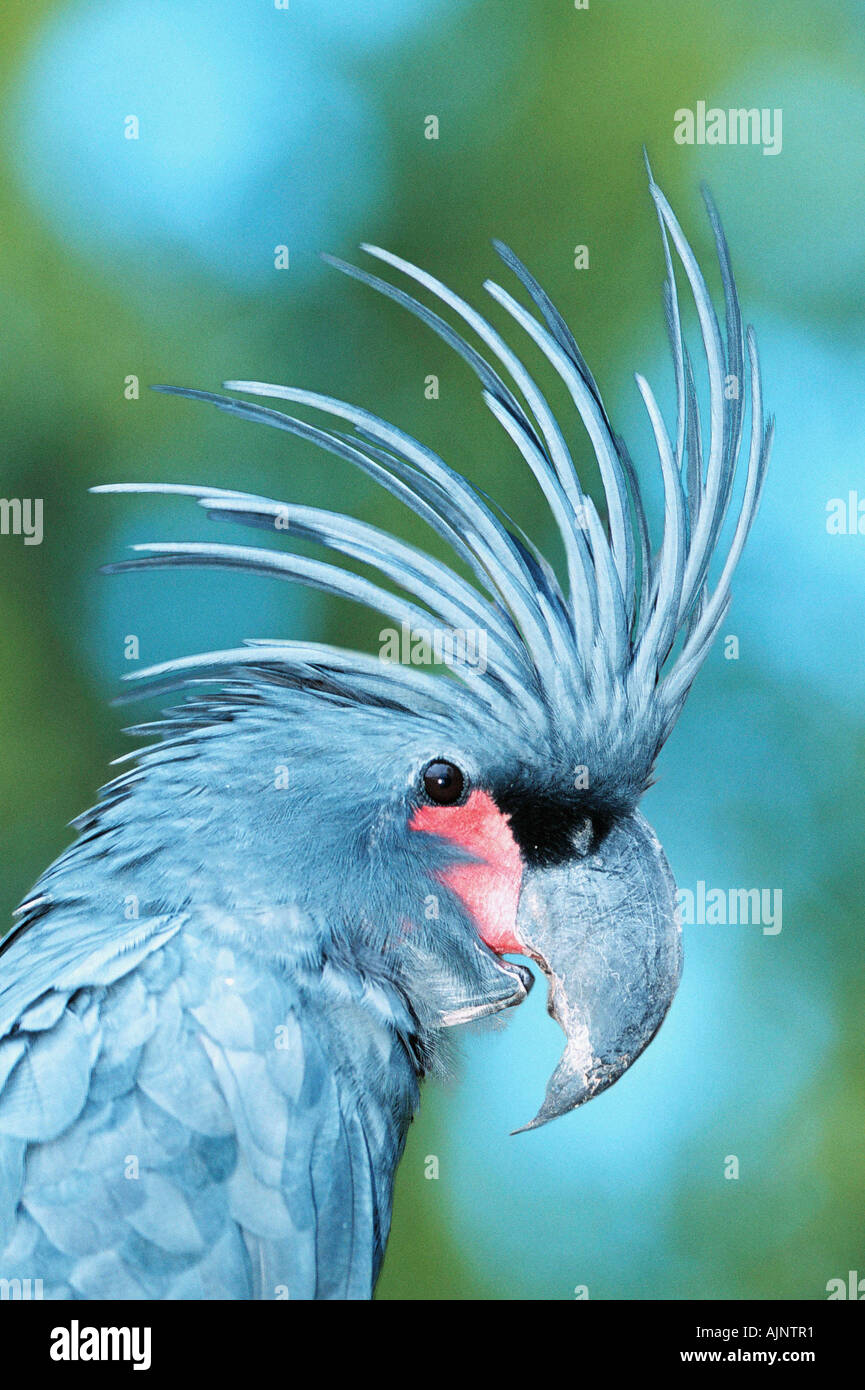 Palm Cockatoo Probosciger atterimus Stock Photo - Alamy