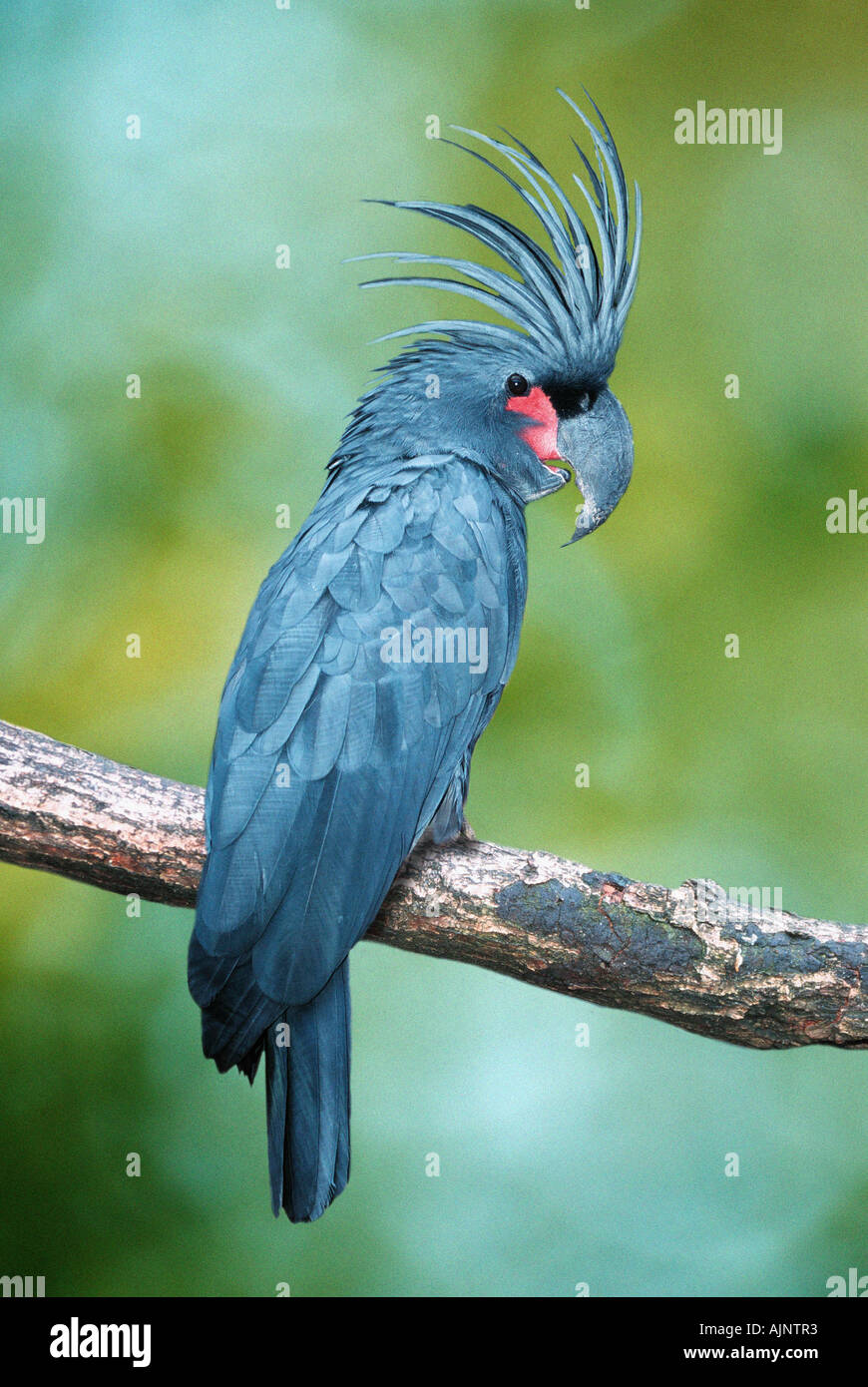 Palm Cockatoo Probosciger atterimus Stock Photo - Alamy