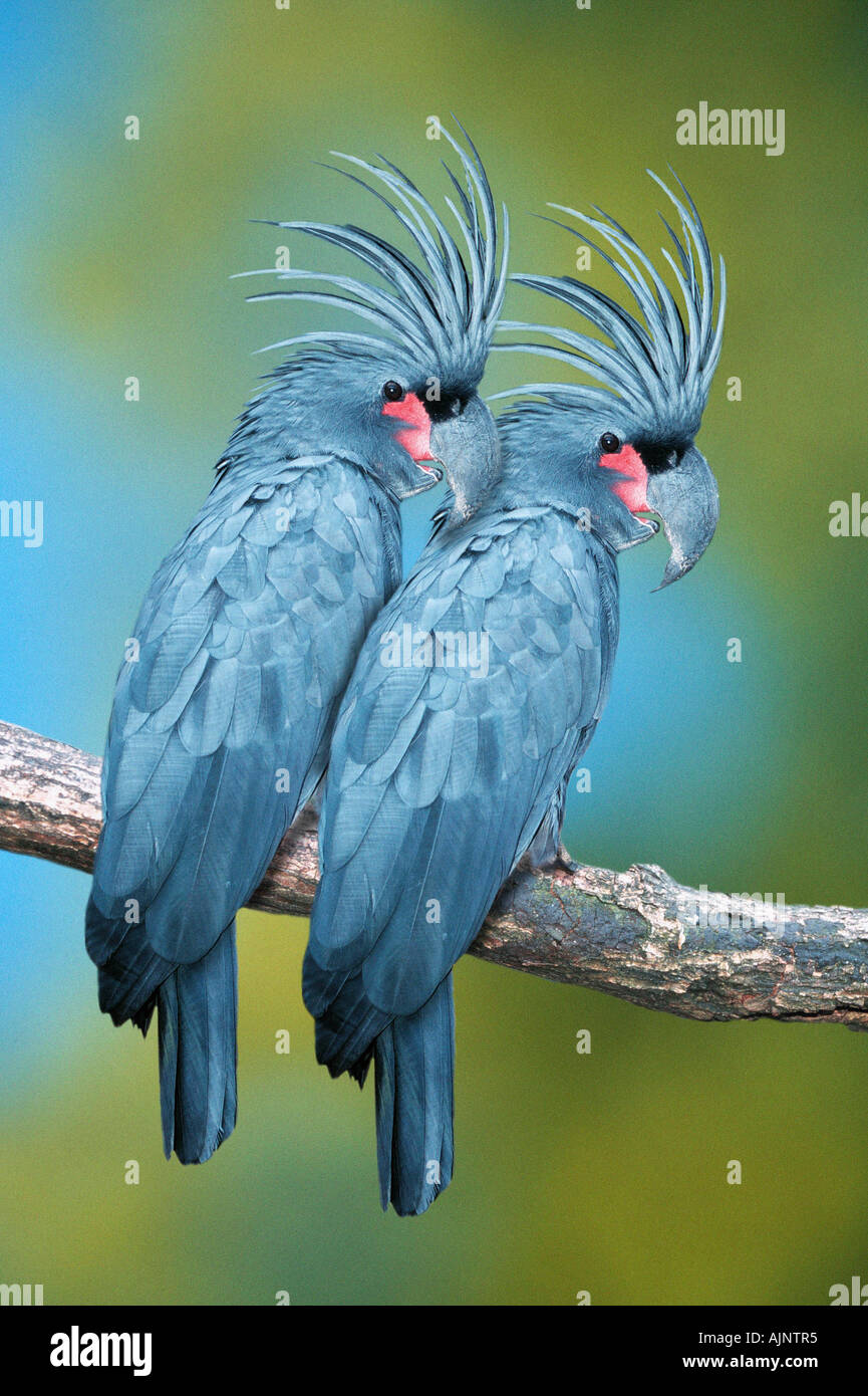 Palm Cockatoos Probosciger atterimus Stock Photo - Alamy