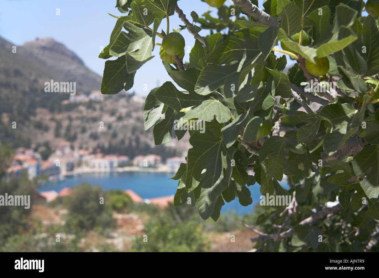 Stock photograph of fig tree on Meis Greek Island Aegean Stock Photo ...