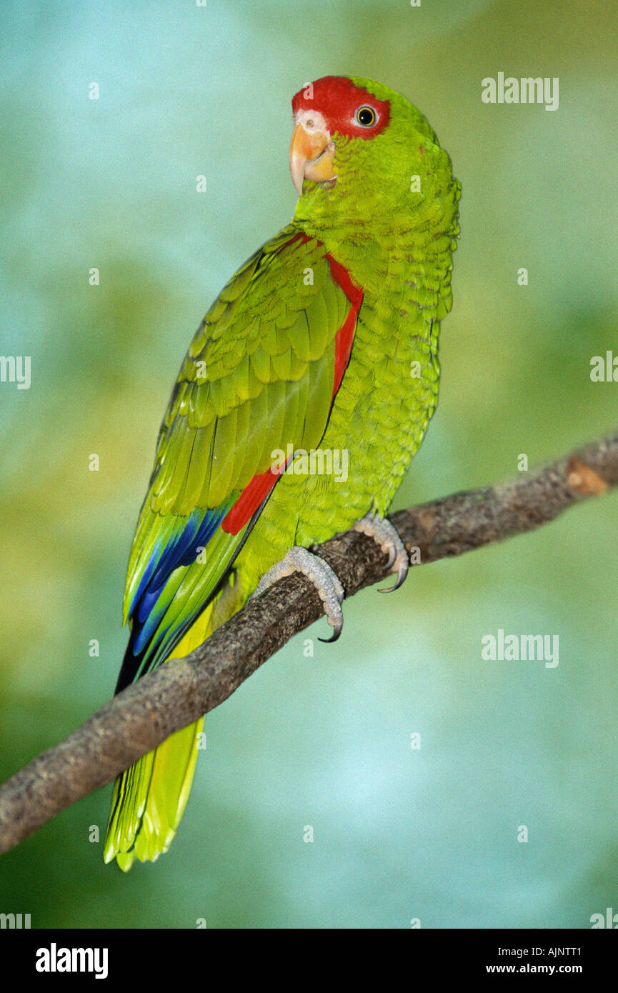 Red spectacled Amazon Amazona pretrei Stock Photo - Alamy