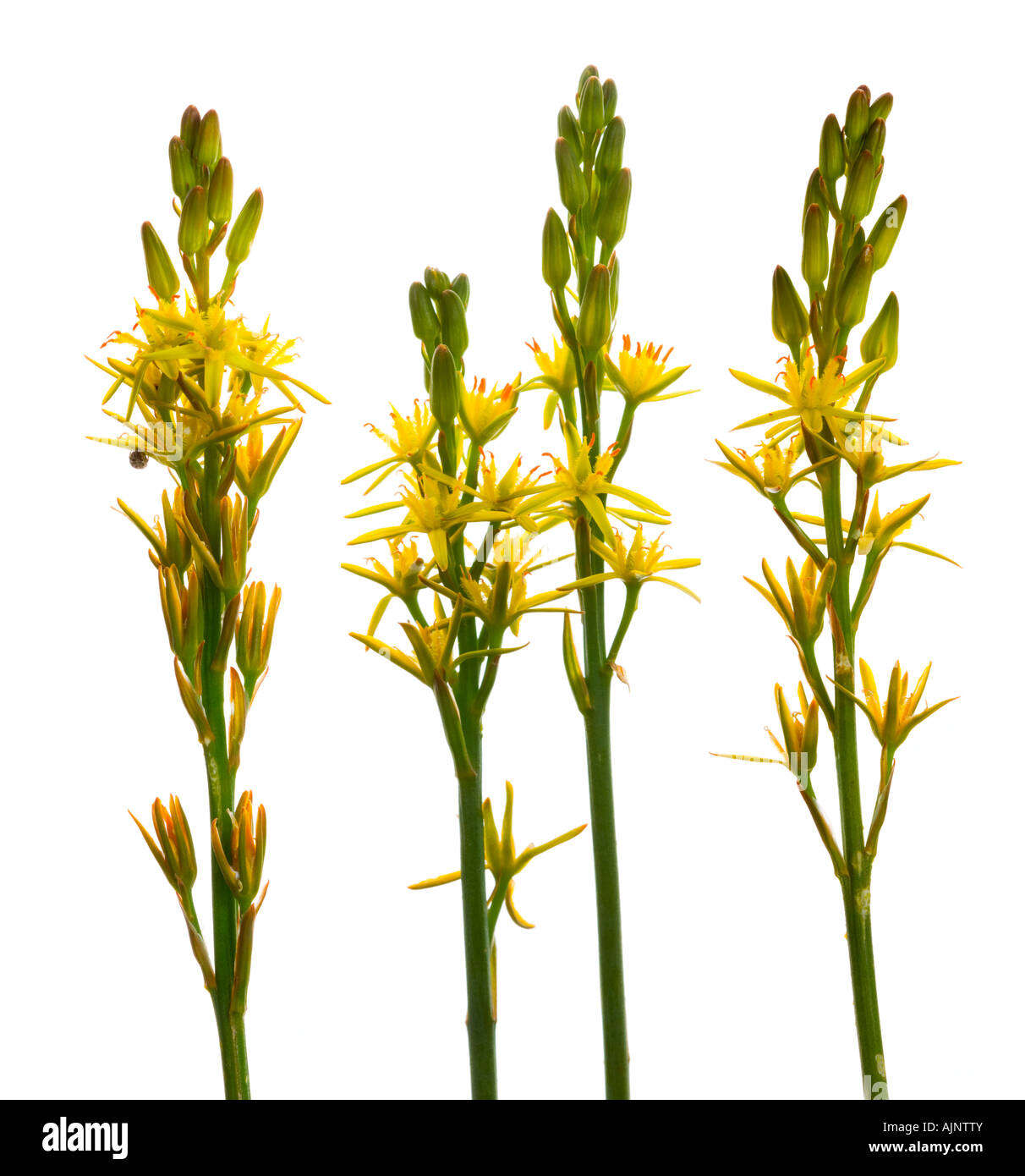 Bog asphodel flowers Stock Photo - Alamy