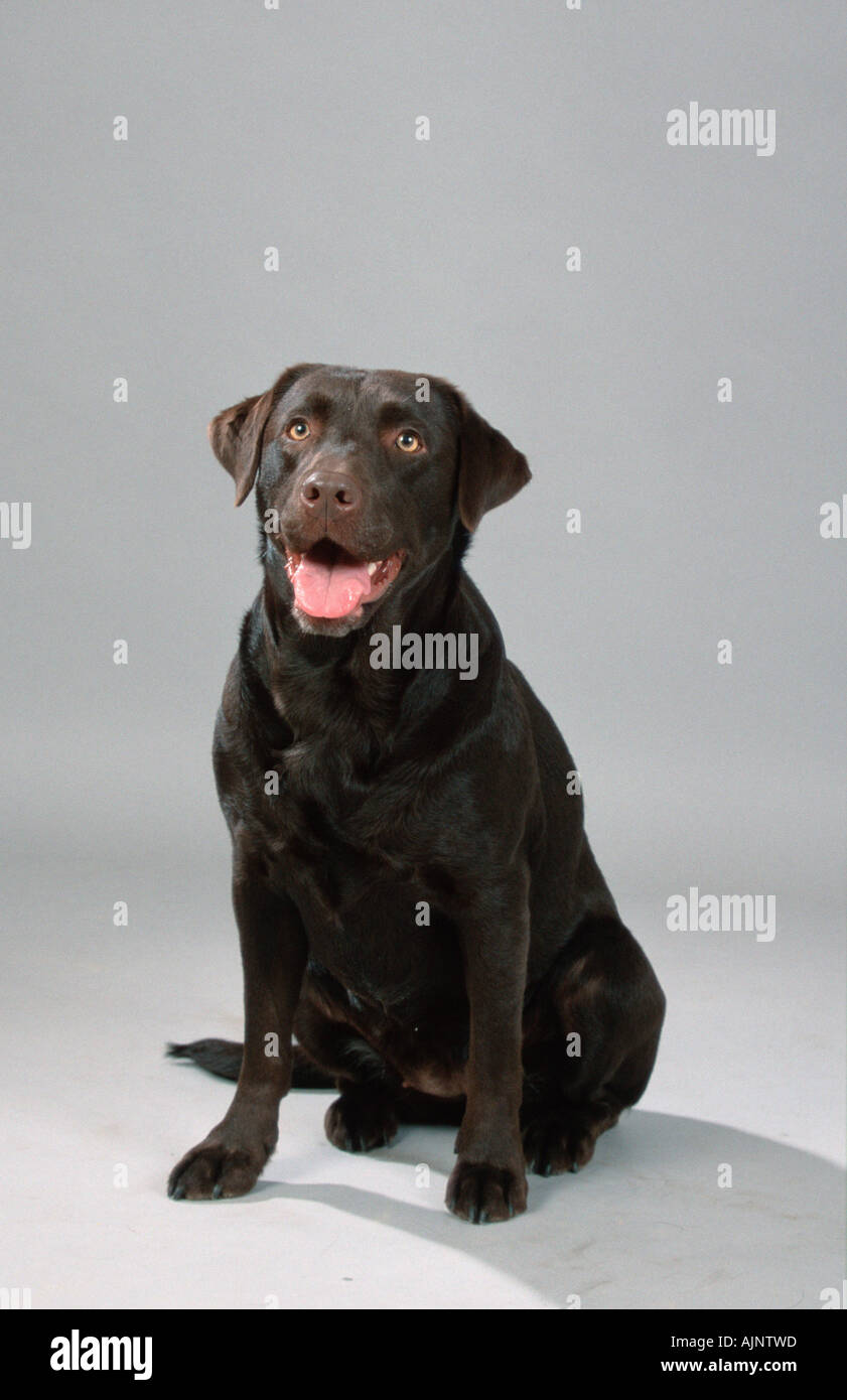 Labrador cut out brown adult hi-res stock photography and images - Alamy
