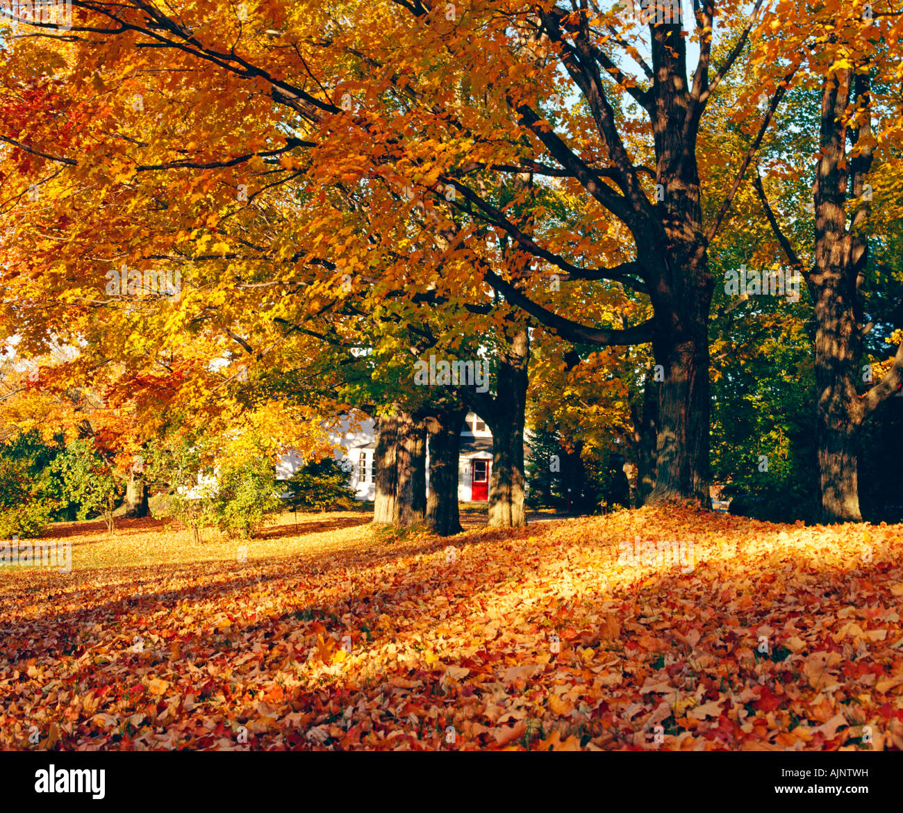 Autumn leaves in yard Stock Photo - Alamy