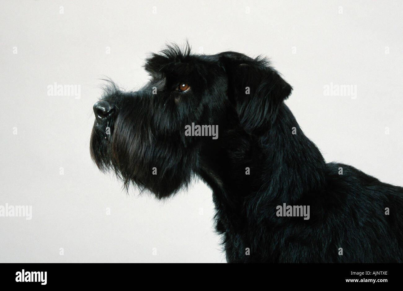 Giant Schnauzer black profile side Stock Photo - Alamy