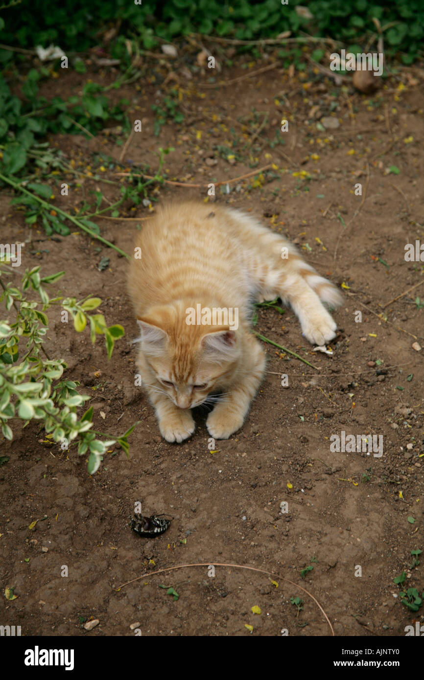 Cute wild ginger kitten playing hunting a beetle in the garden of a ...