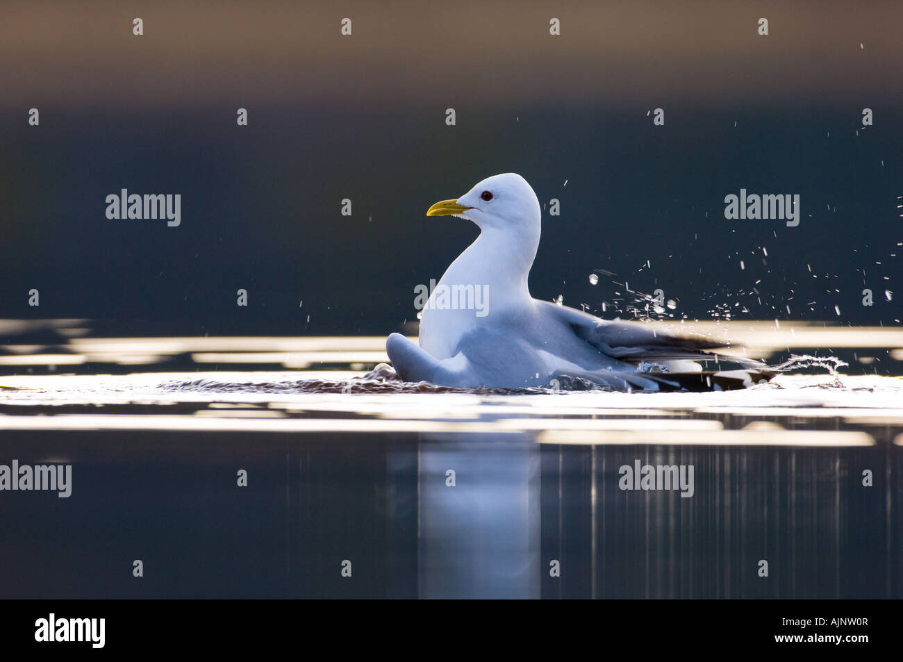 Common gull bathing Stock Photo - Alamy