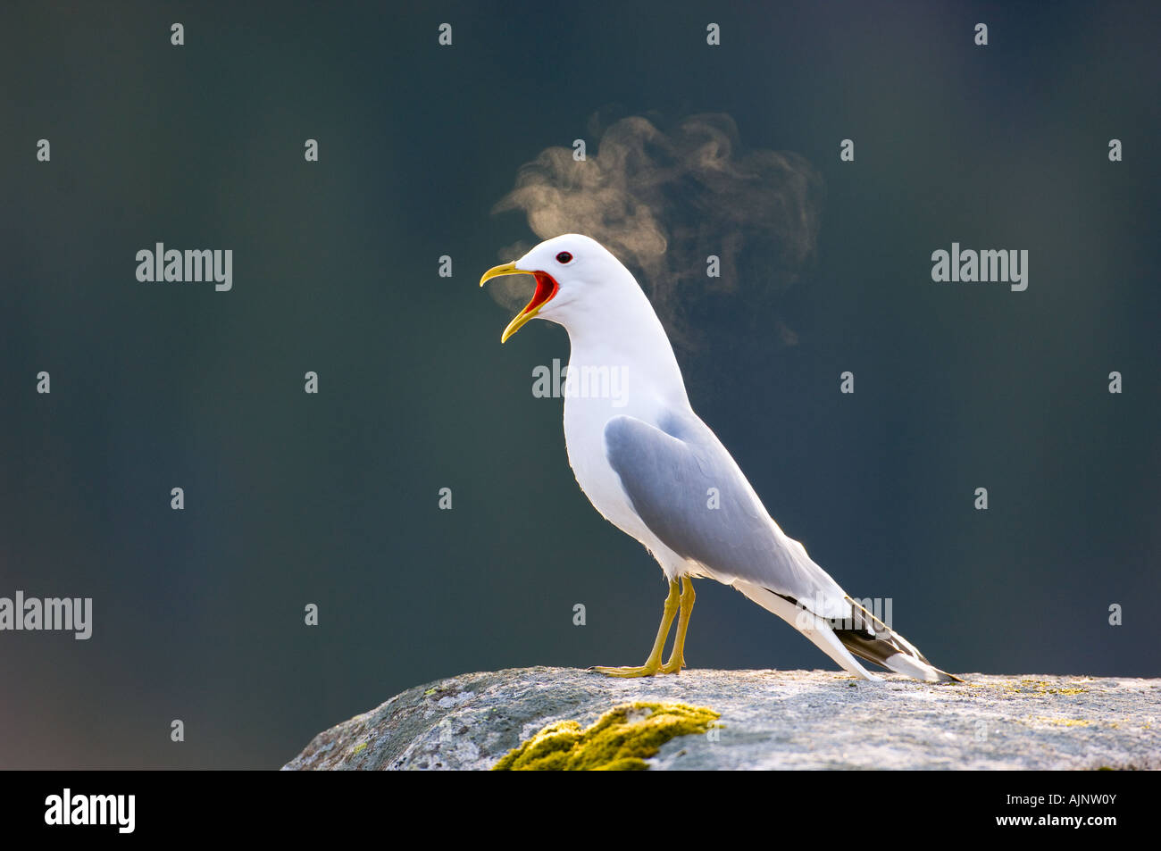 Vocalising common gull Stock Photo - Alamy