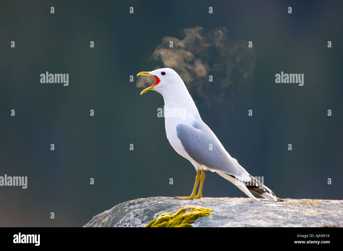 Vocalising common gull Stock Photo - Alamy