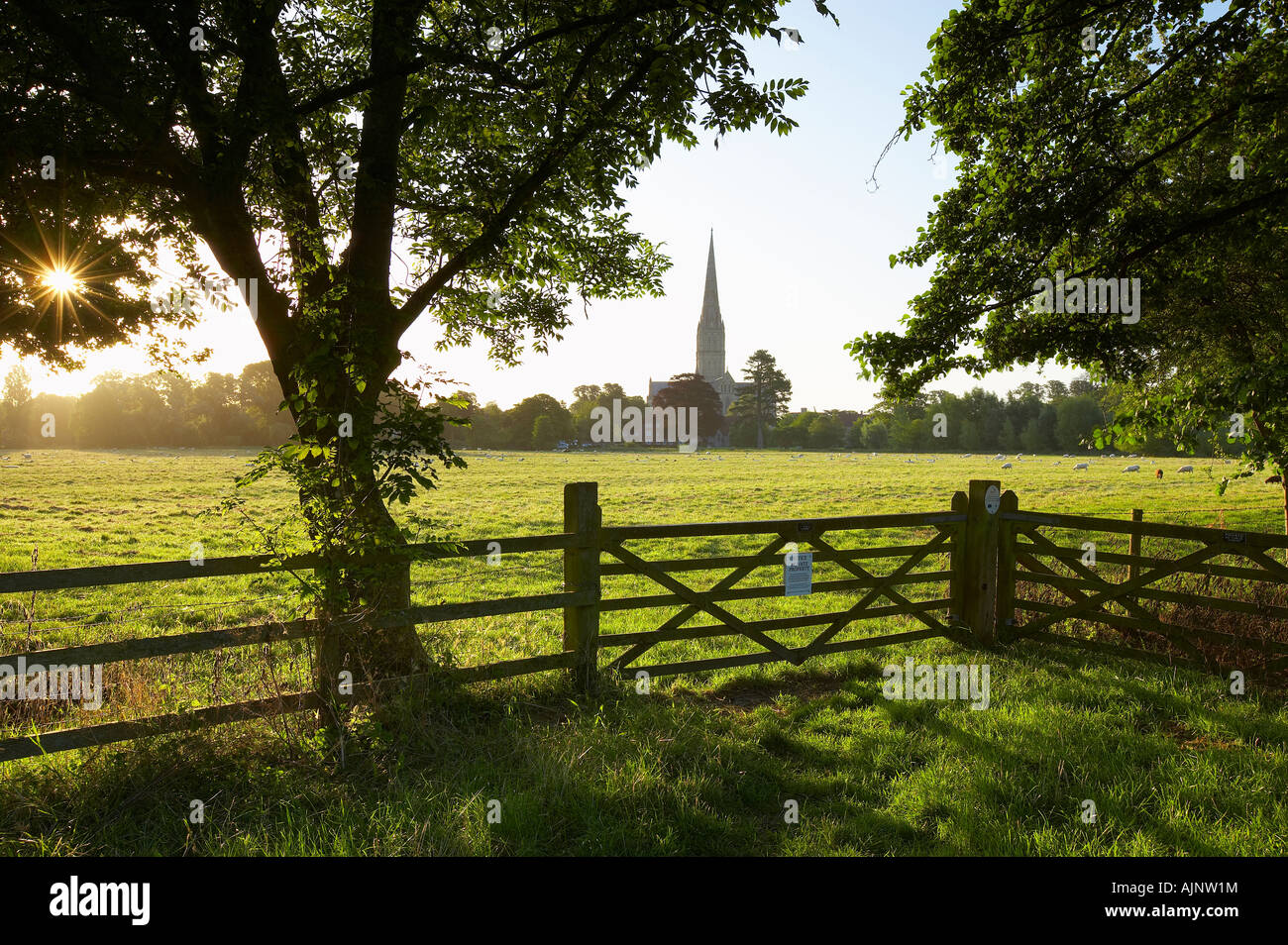 Salisbury Cathedral and Harnham Water Meadows, Wiltshire, England, UK ...