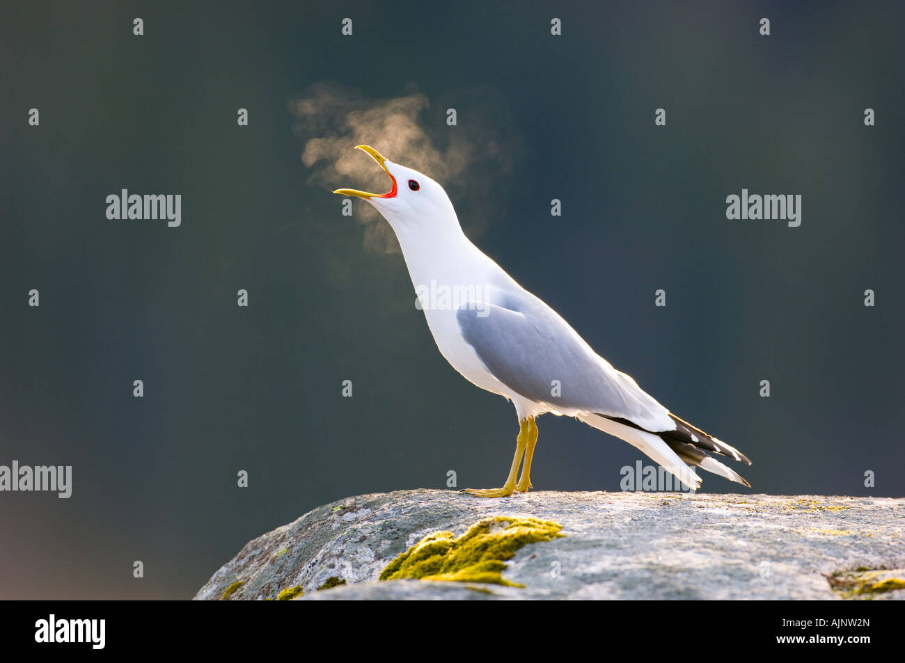 Vocalising common gull Stock Photo - Alamy