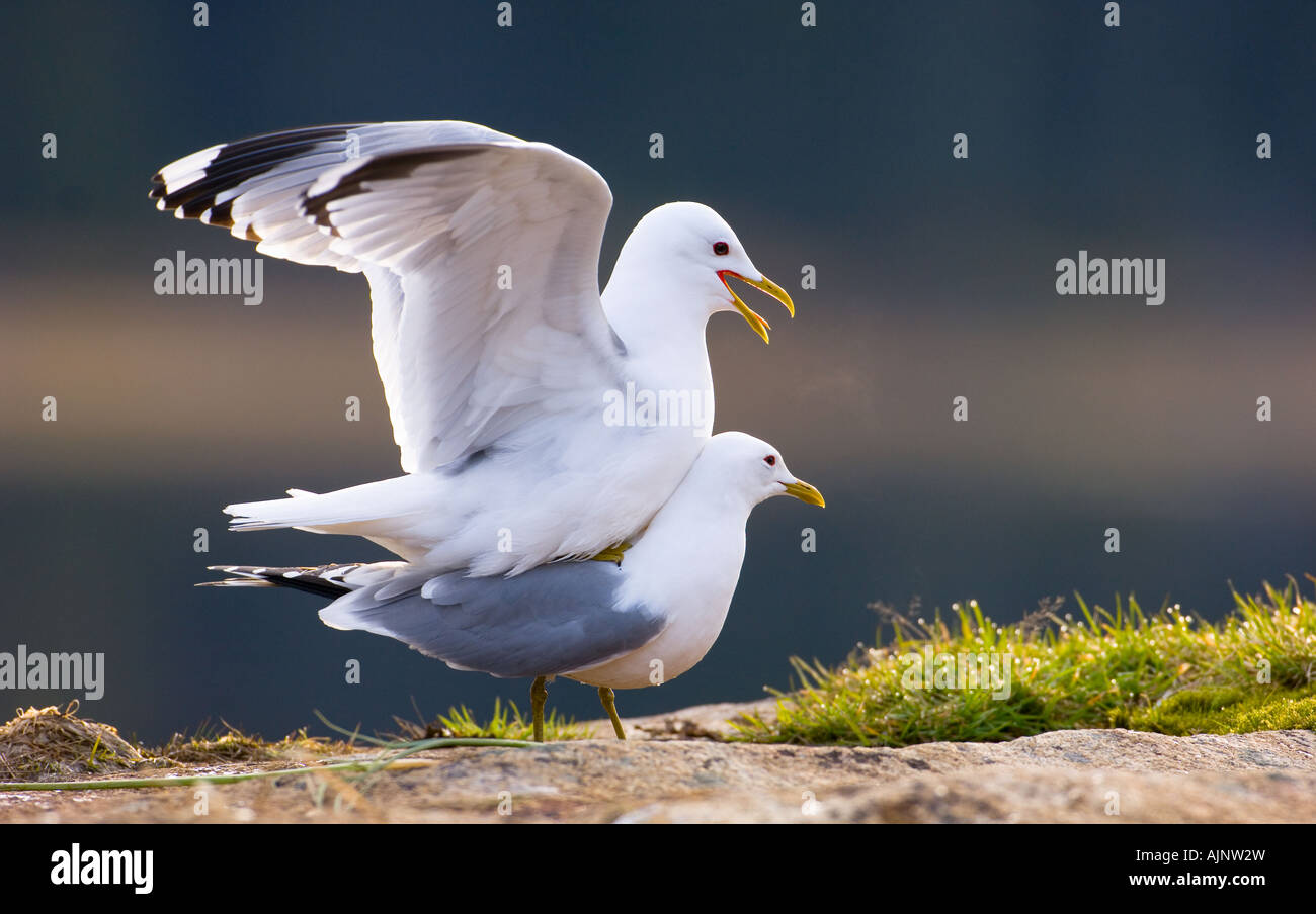 Common gulls mating Stock Photo - Alamy