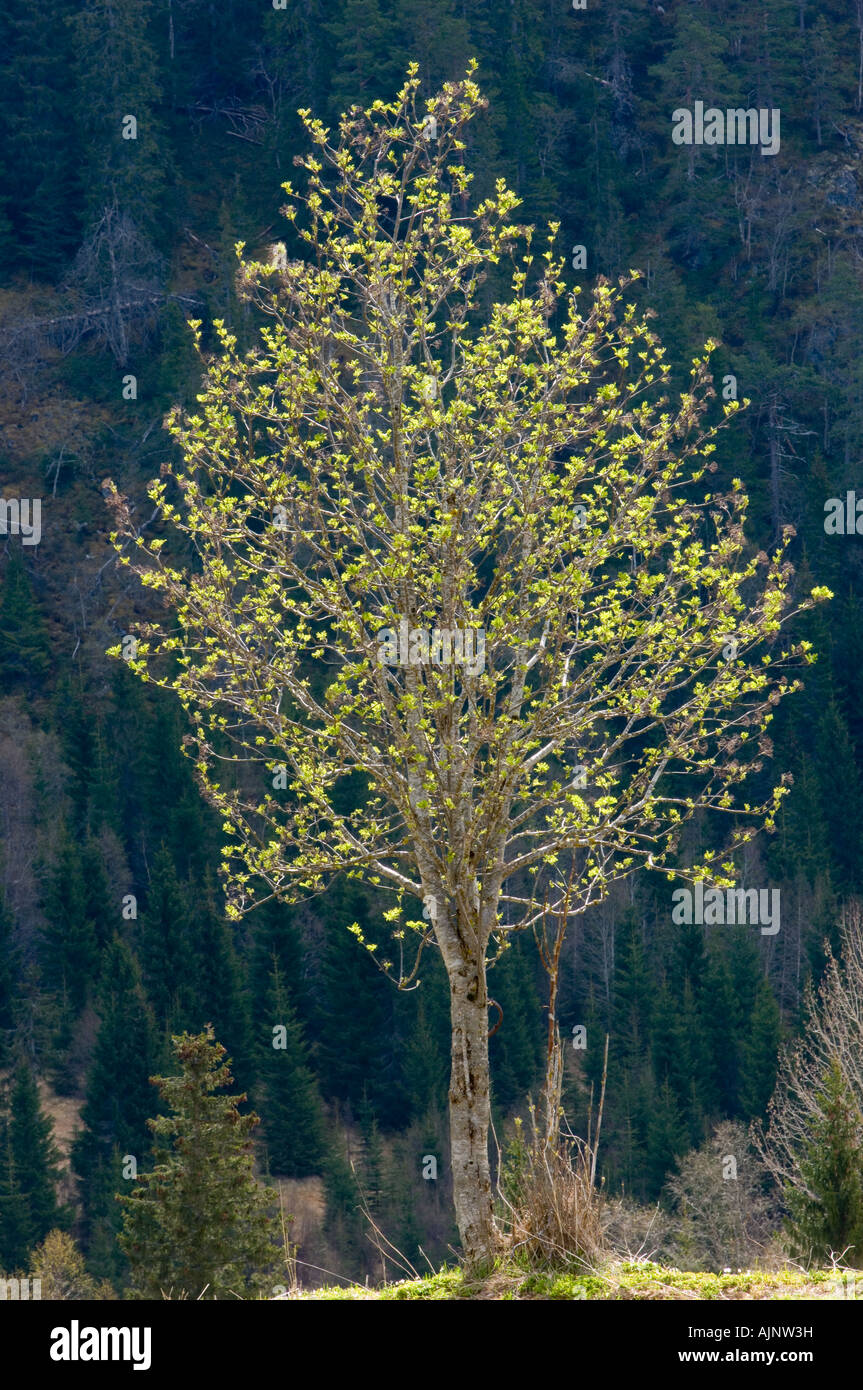 Rowan leafing out in spring Stock Photo - Alamy