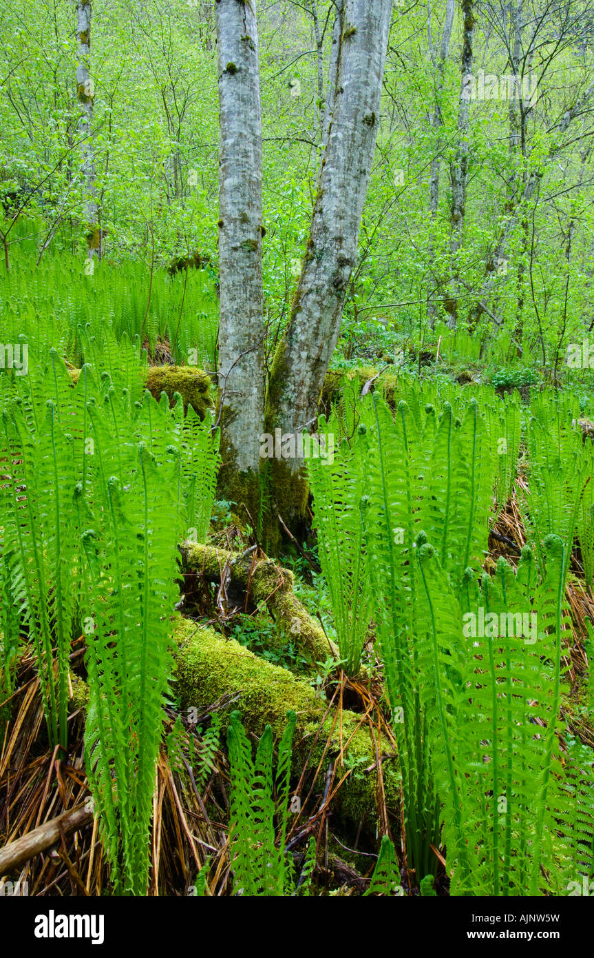 Ostrich plume fern in a Norwegian scree forest Stock Photo - Alamy