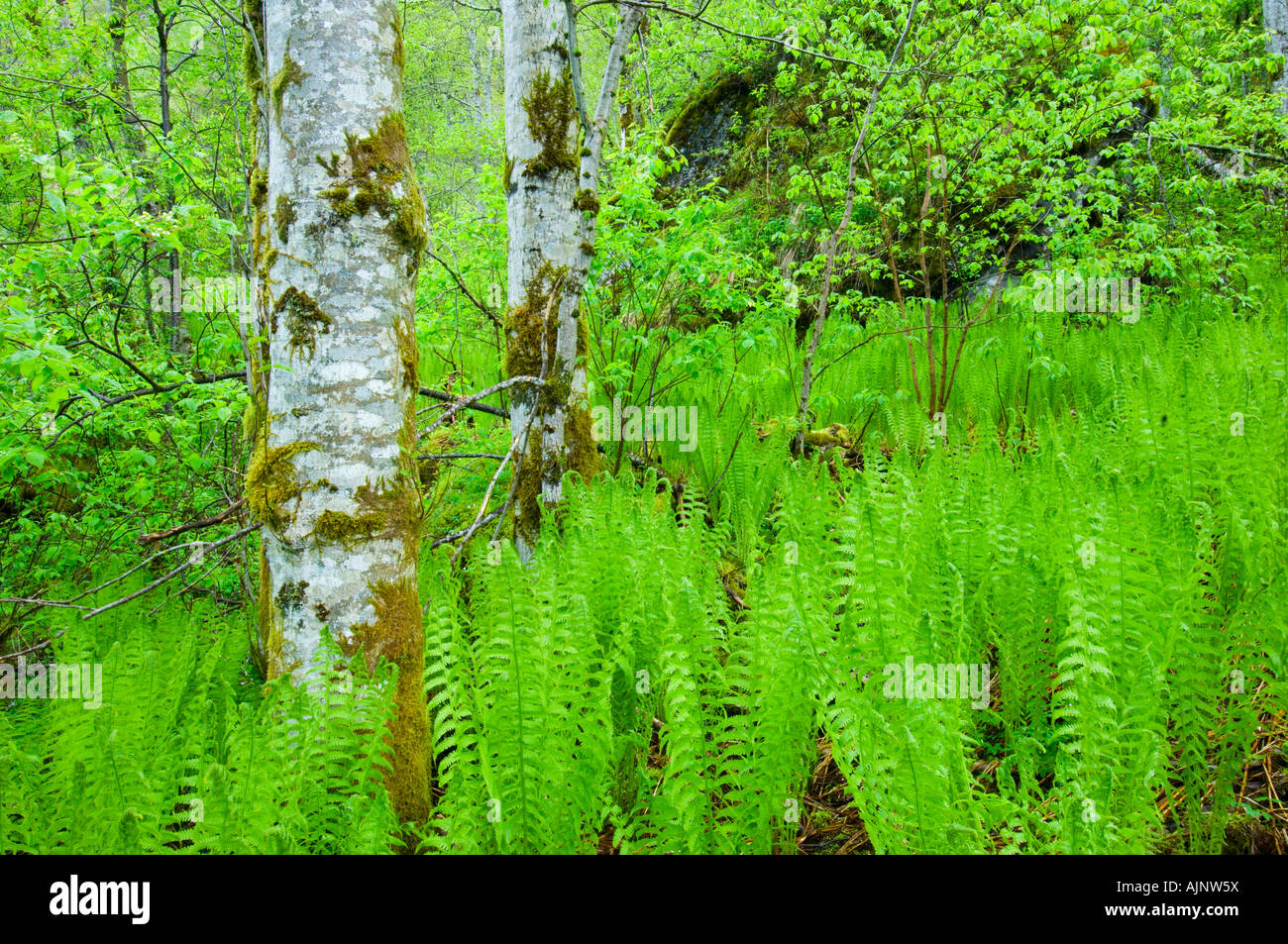 Norwegian fern hi-res stock photography and images - Alamy