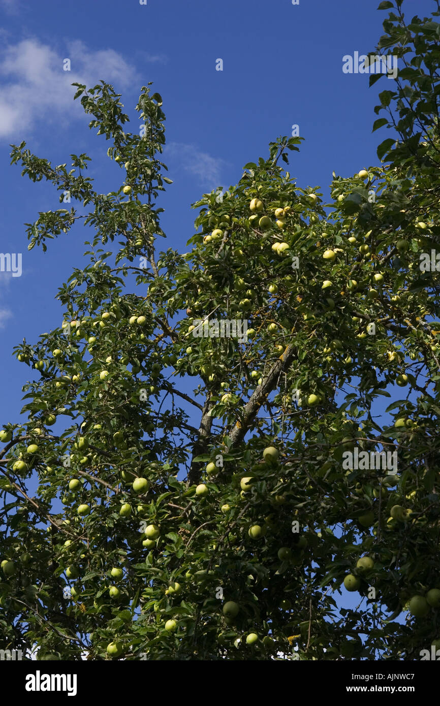 Low angle view of apples handing from a tree Stock Photo - Alamy