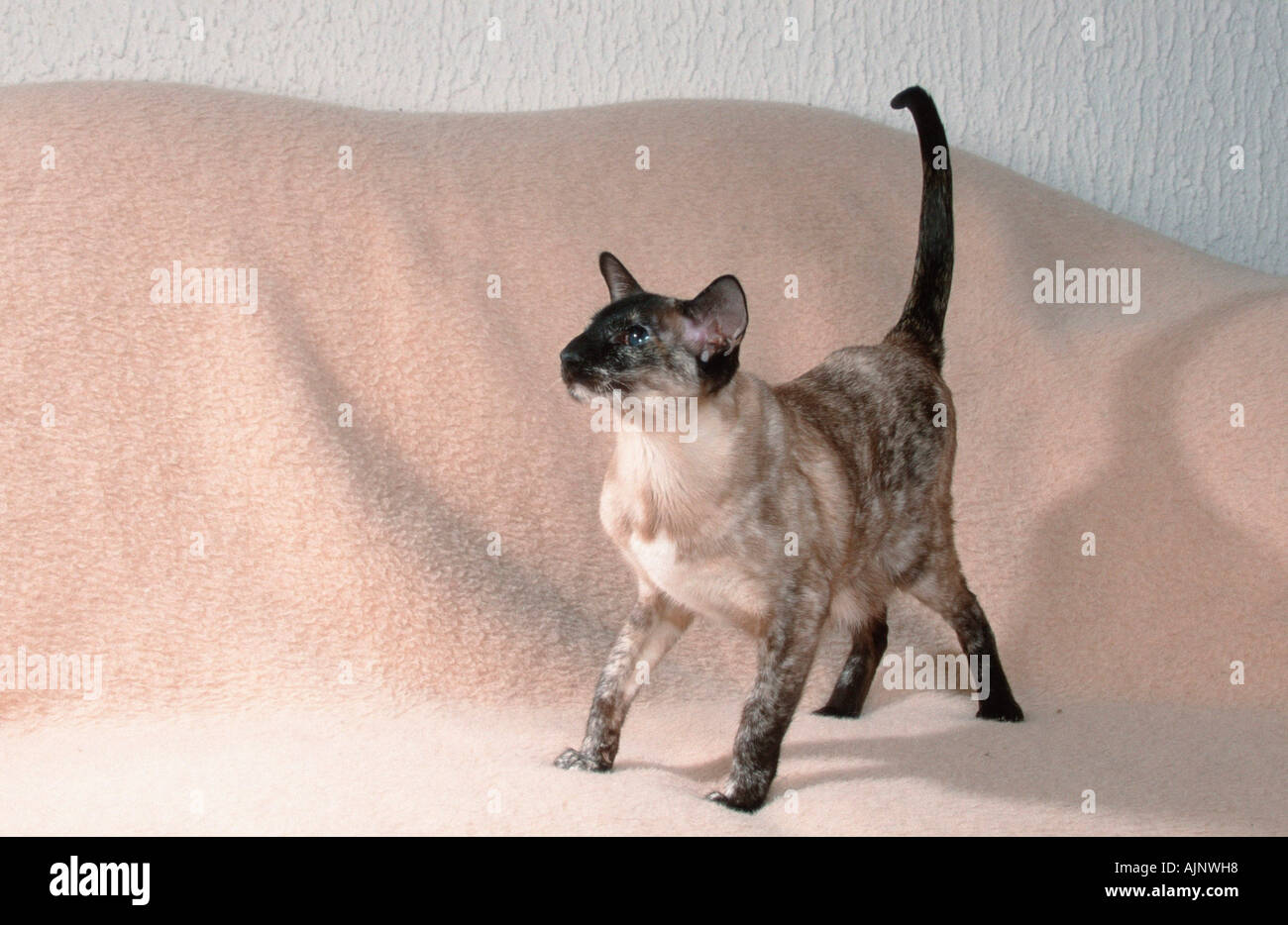 Siamese Cat seal tortie point Stock Photo - Alamy