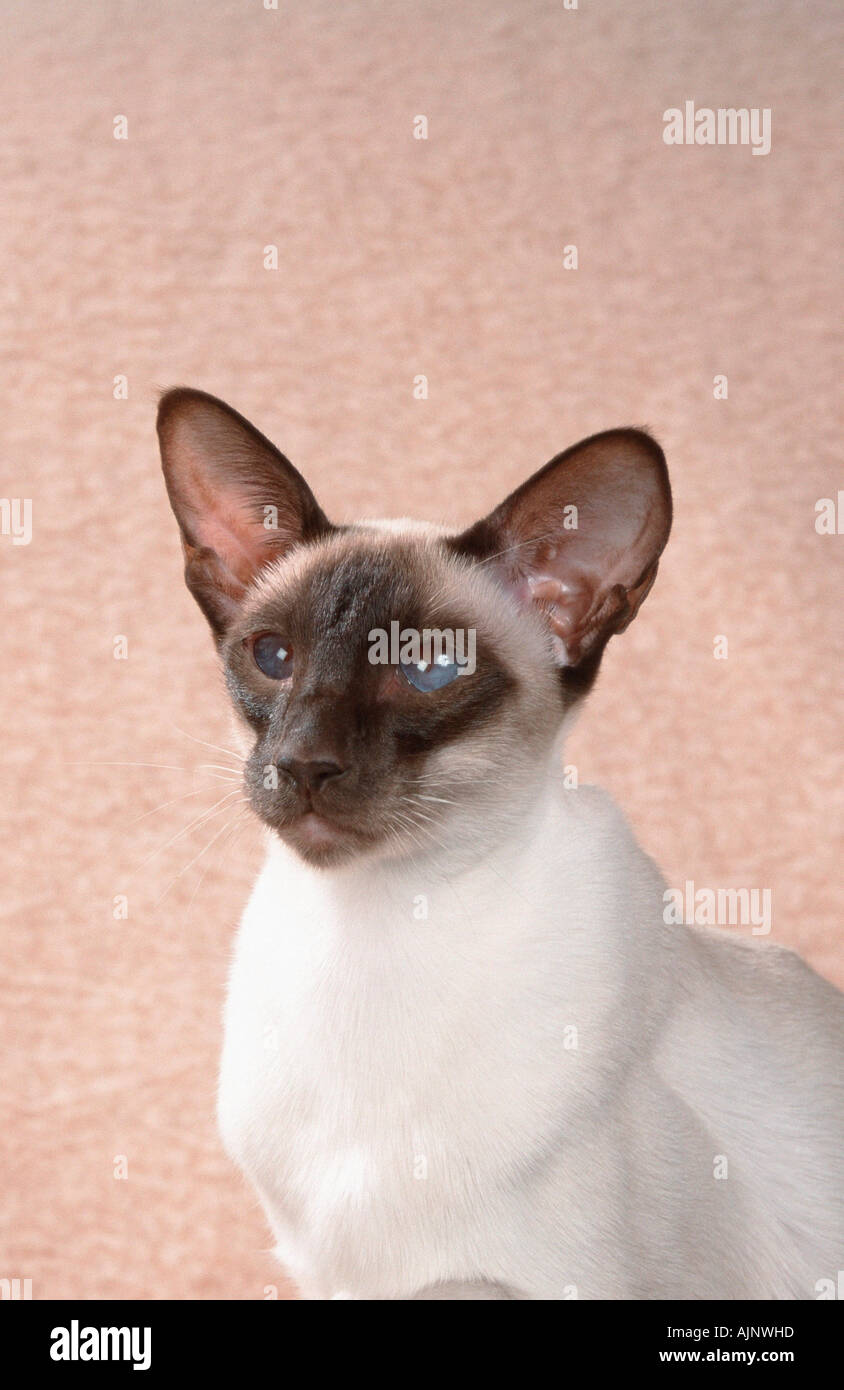 Siamese Cat chocolate point Stock Photo - Alamy