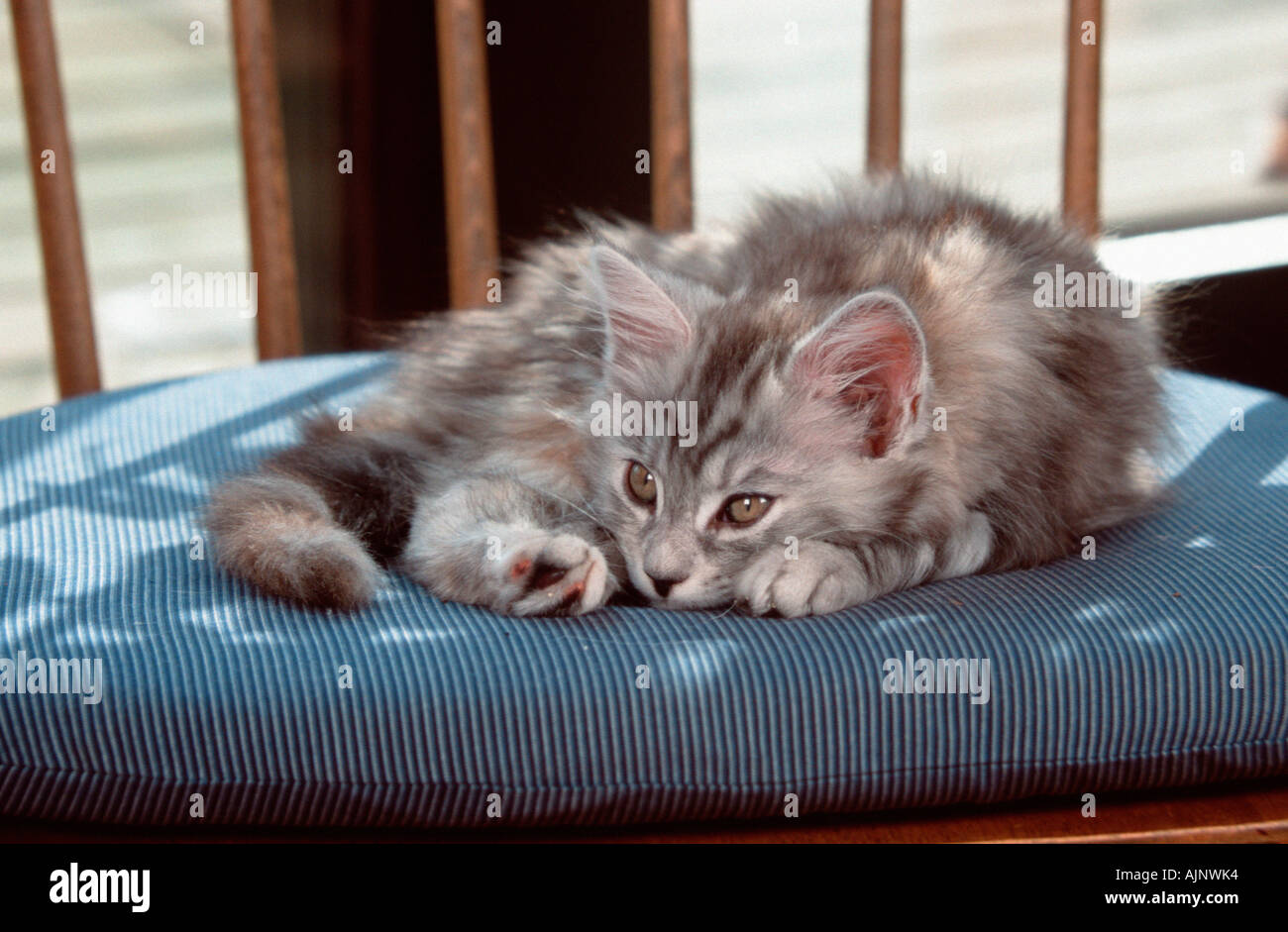 Maine Coon Cat kitten chair Stock Photo - Alamy