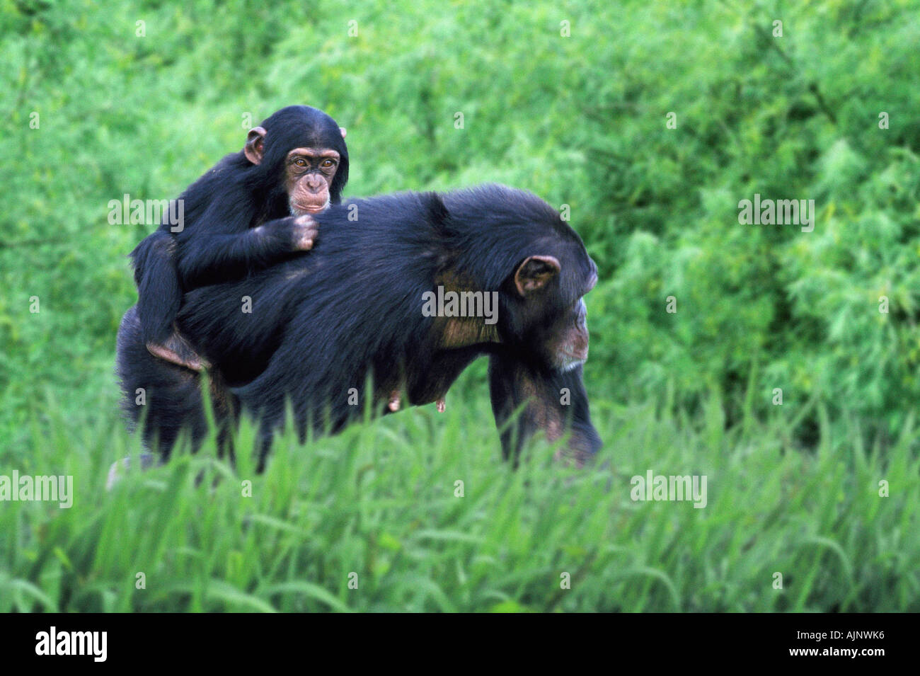 Chimpy chimpies chimpanzee hi-res stock photography and images - Alamy