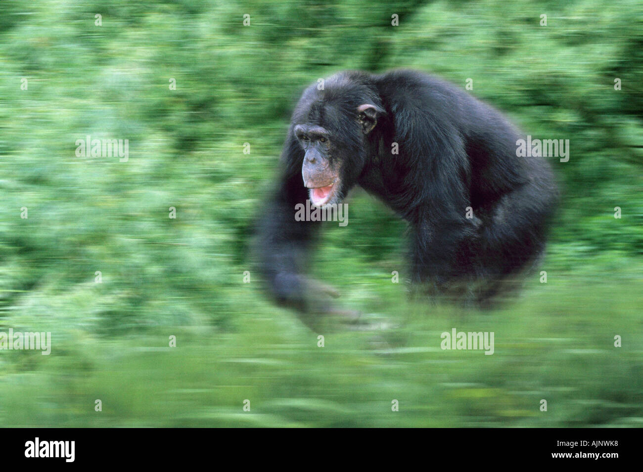 Chimpanzee male running Pan troglodytes Chimpy Stock Photo - Alamy