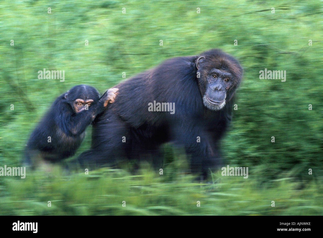 Chimpanzees walking hi-res stock photography and images - Alamy