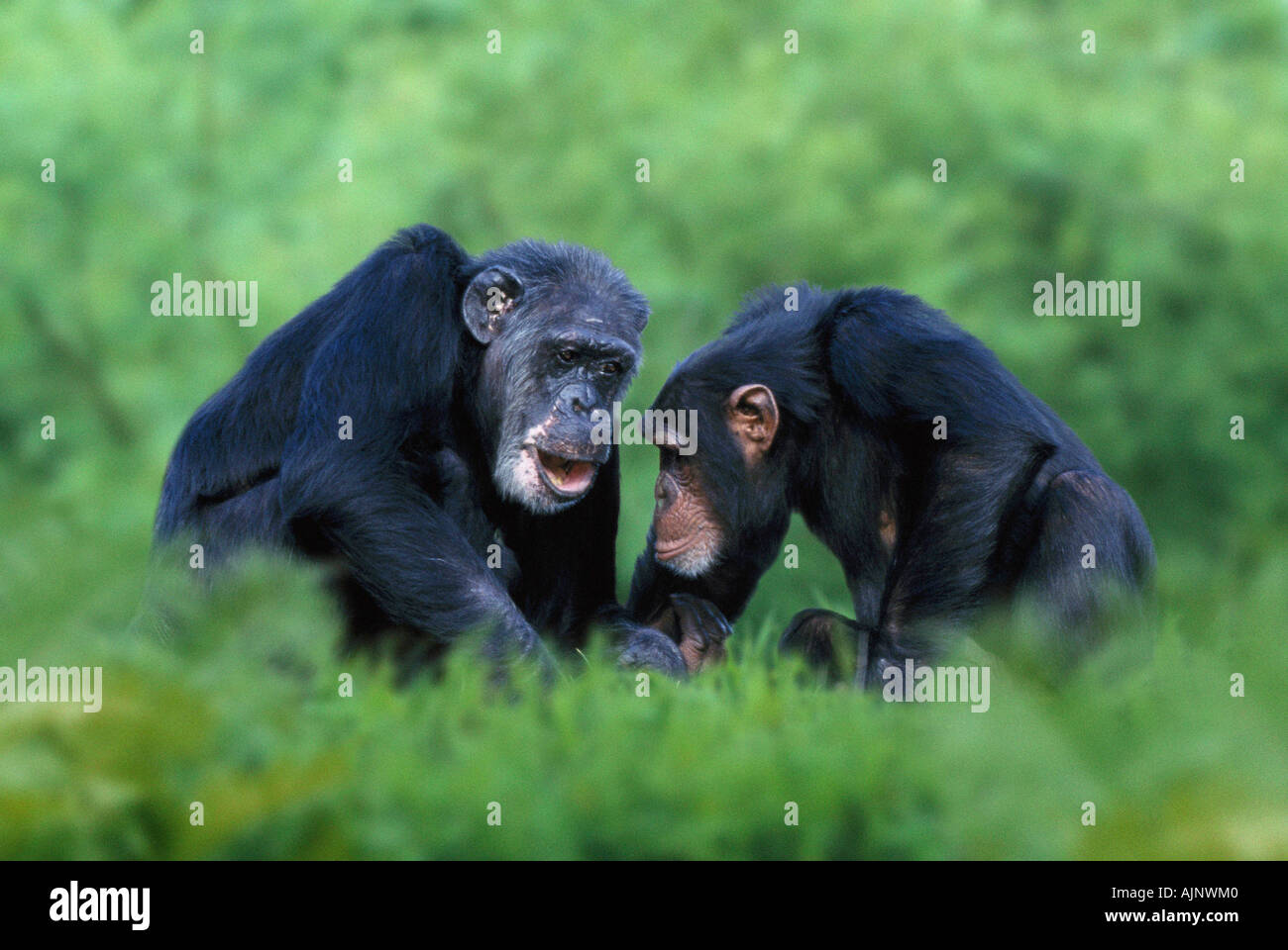 Chimpy High Resolution Stock Photography and Images - Alamy
