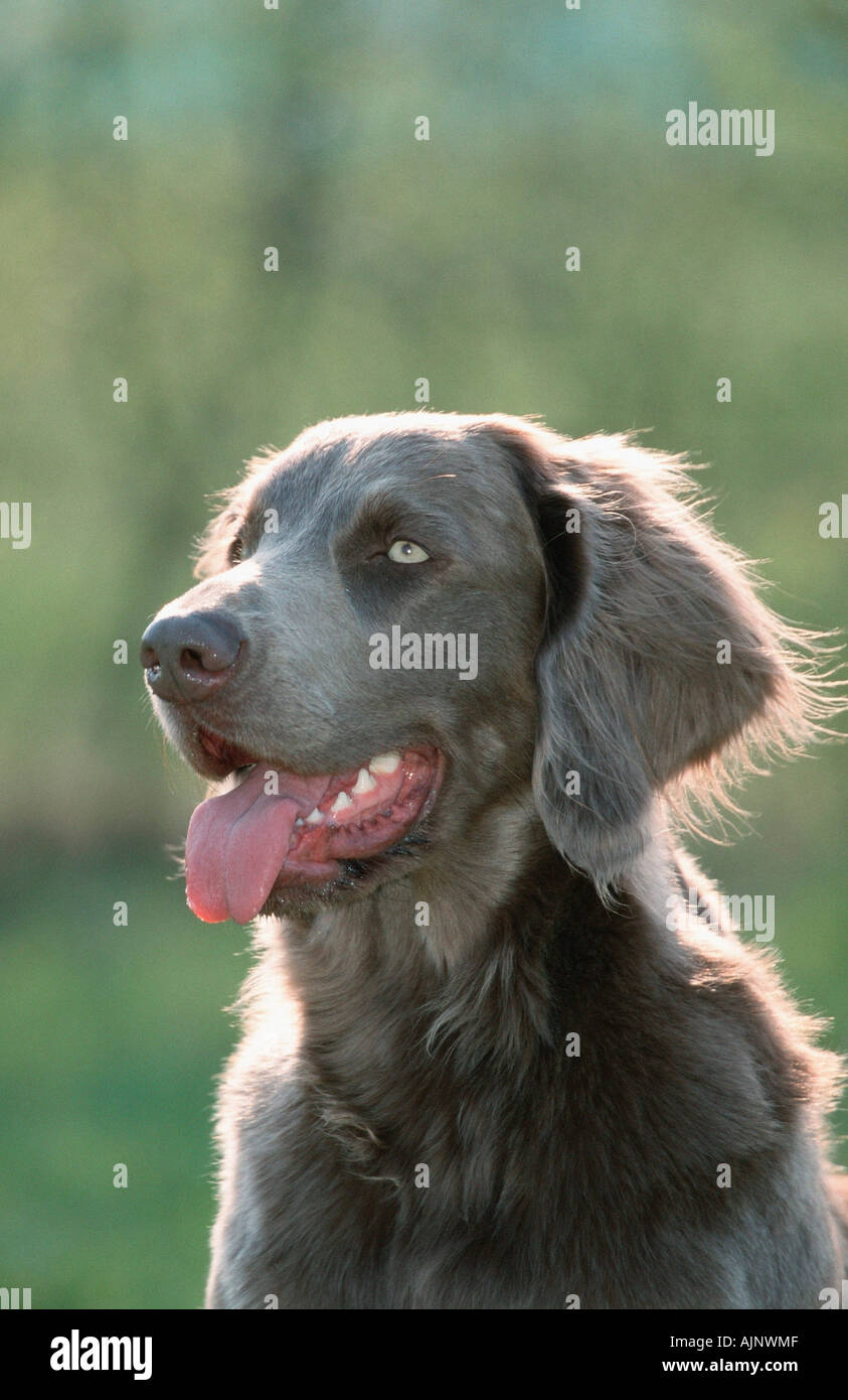 Long haired Weimaraner Stock Photo - Alamy