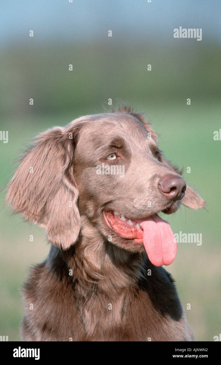 Long haired weimaraner hi-res stock photography and images - Alamy