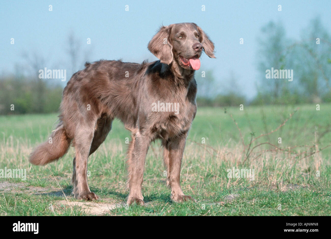 Long haired Weimaraner Stock Photo - Alamy