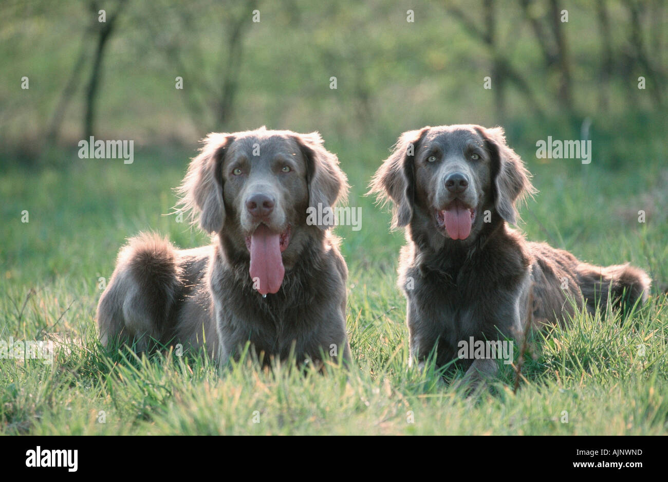 Long haired Weimaraner pair Stock Photo - Alamy