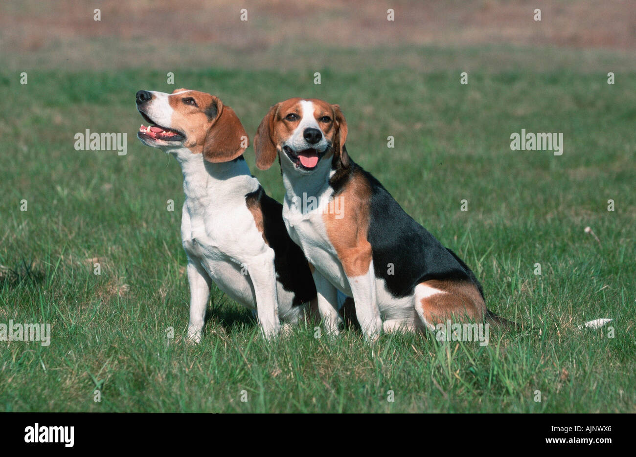 Sitting beagles hi-res stock photography and images - Alamy