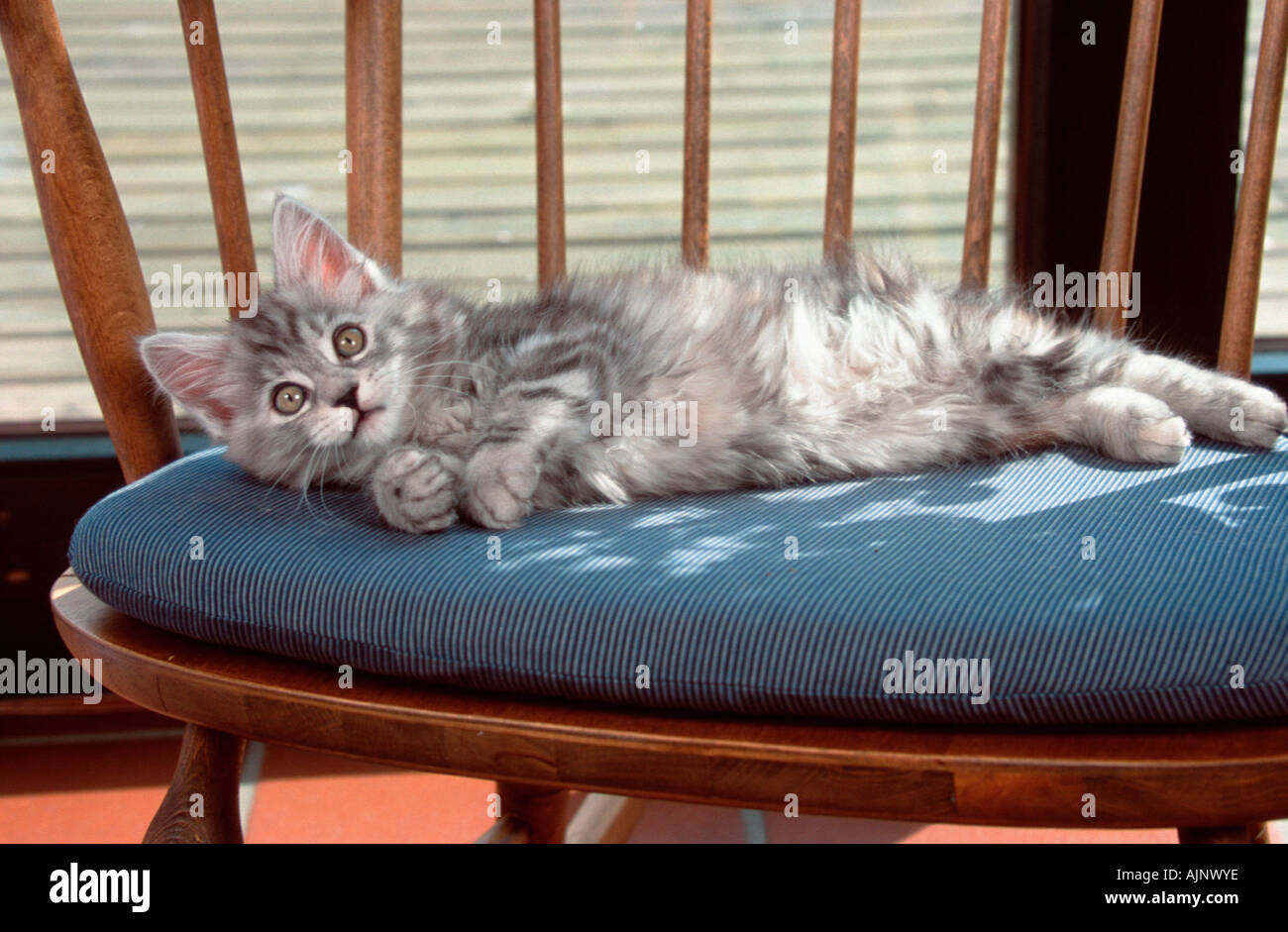 Maine Coon Cat kitten chair Stock Photo - Alamy