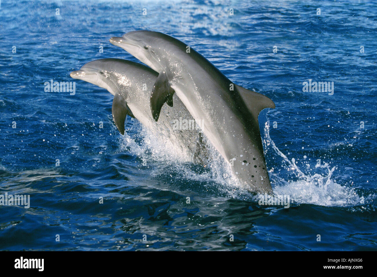 Bottlenose Dolphins Tursiops truncatus side Stock Photo - Alamy