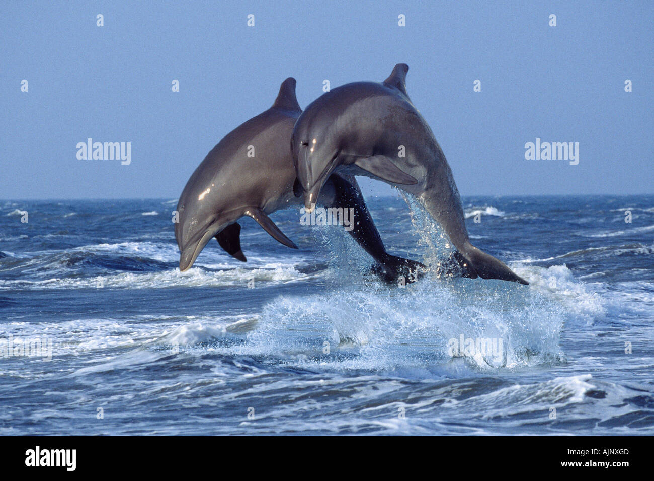 Bottlenose Dolphins Tursiops truncatus Stock Photo - Alamy