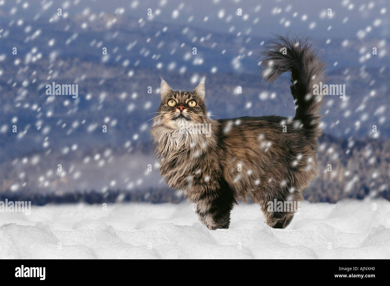Norwegian Forest Cat in falling snow side Stock Photo - Alamy