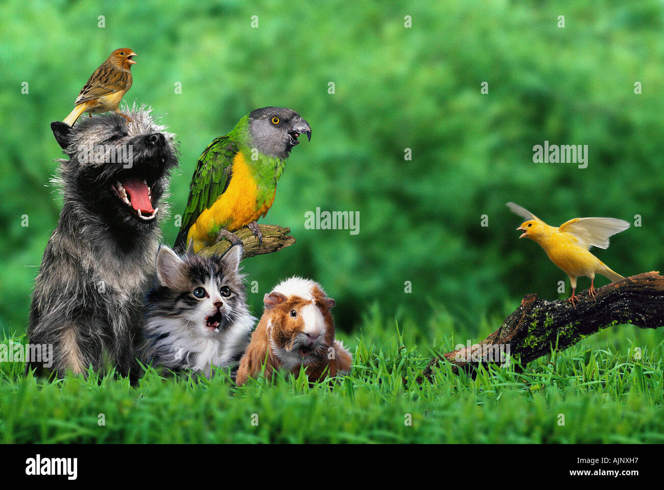 Cairn Terrier Canary Senegal Parrot Cat and Guinea Pig choir Stock ...