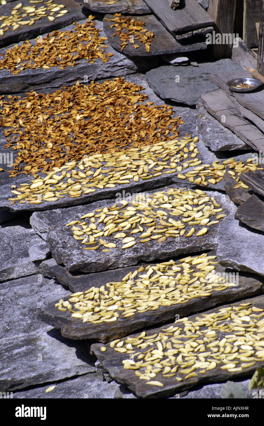 Sun-dried apple slices on slate roof in Vashisht, Kullu Valley, India ...