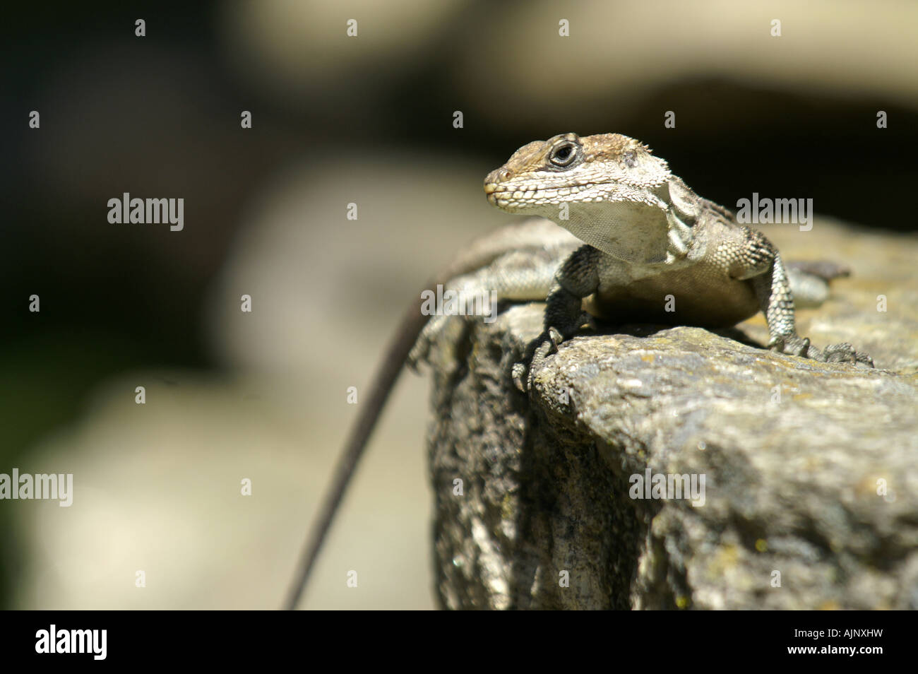 Lizard on rock detail Stock Photo - Alamy