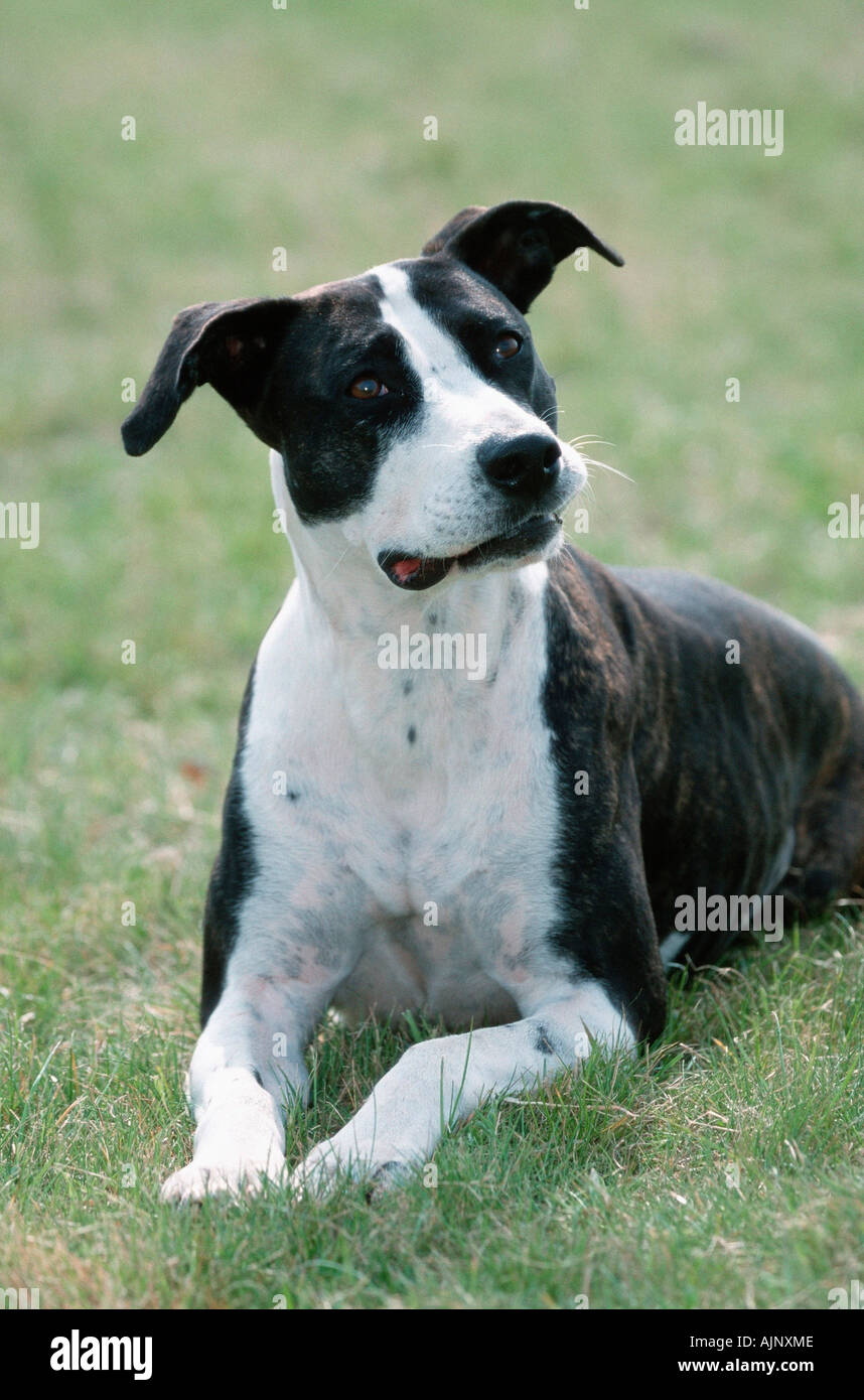Mixed Breed Dog Stock Photo - Alamy
