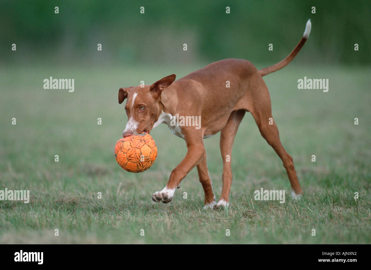 Canarian dogs hi-res stock photography and images - Alamy