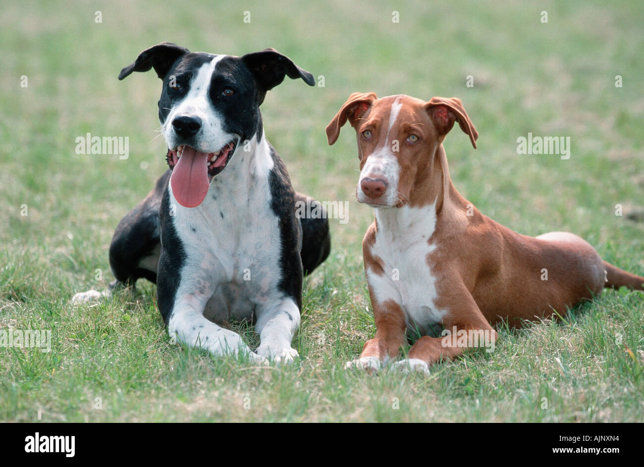 Podenco mixed breed hi-res stock photography and images - Alamy