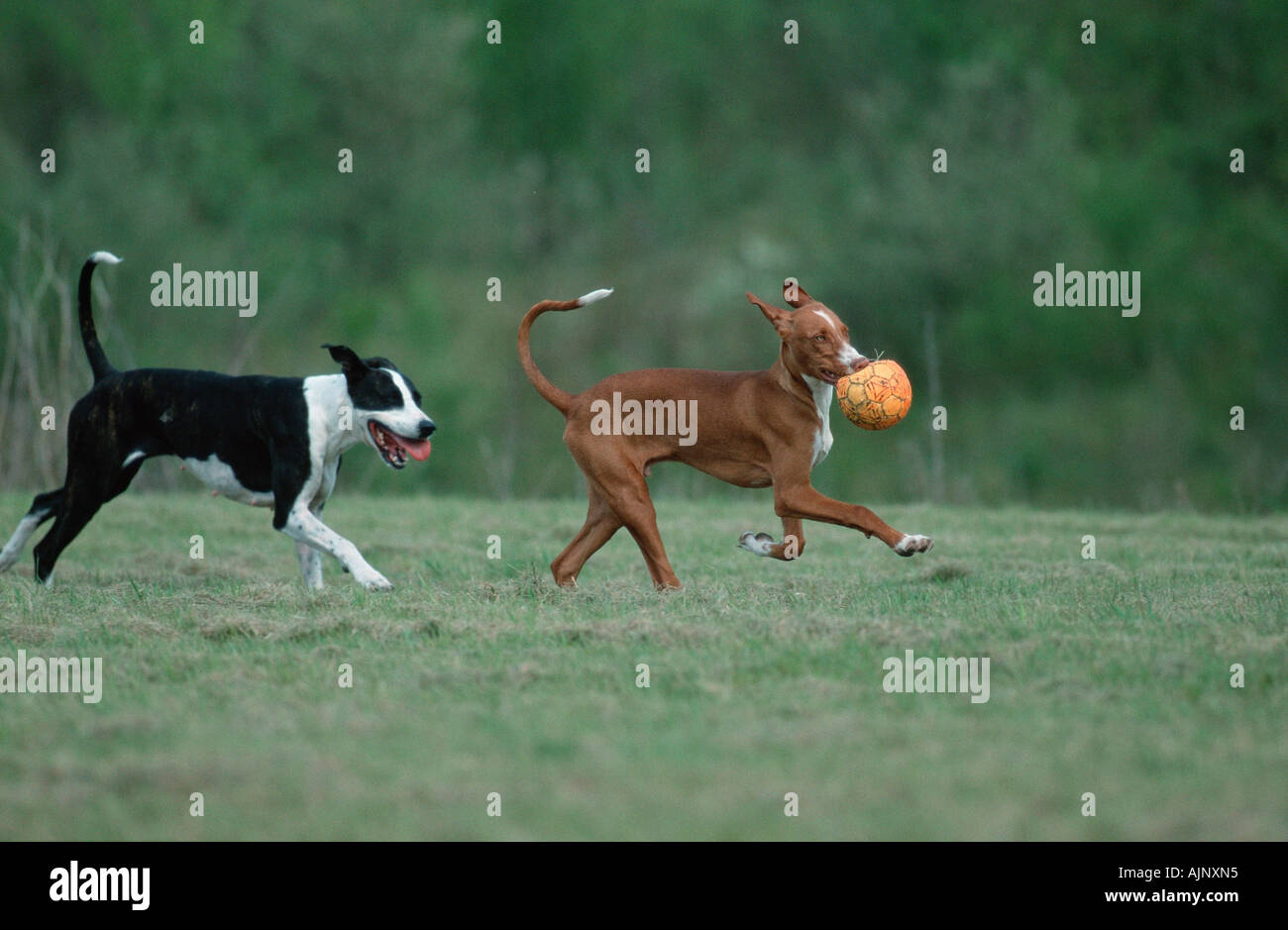 Podenco canario hi-res stock photography and images - Alamy