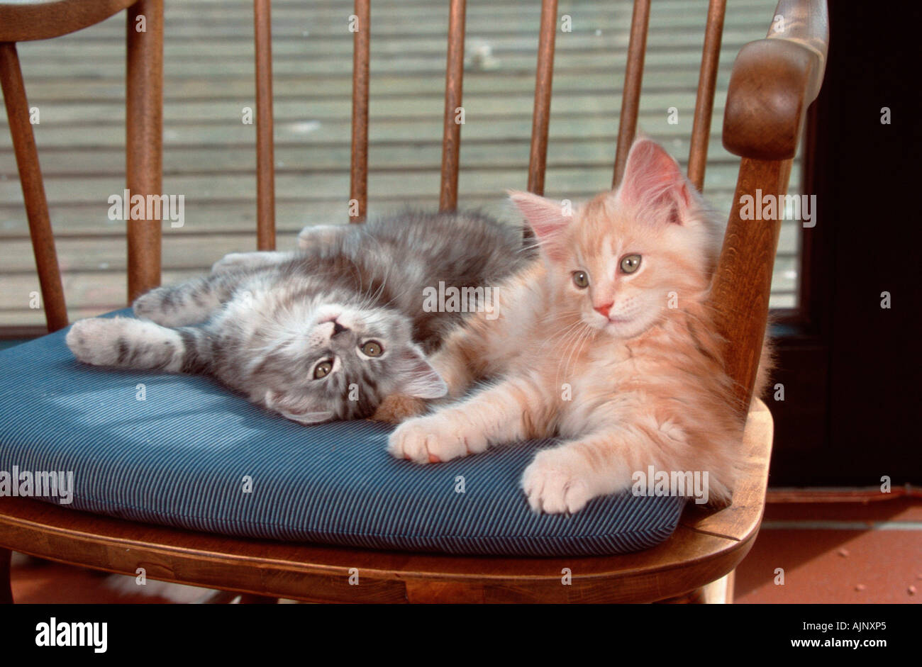 Maine Coon Cats kittens chair Stock Photo - Alamy