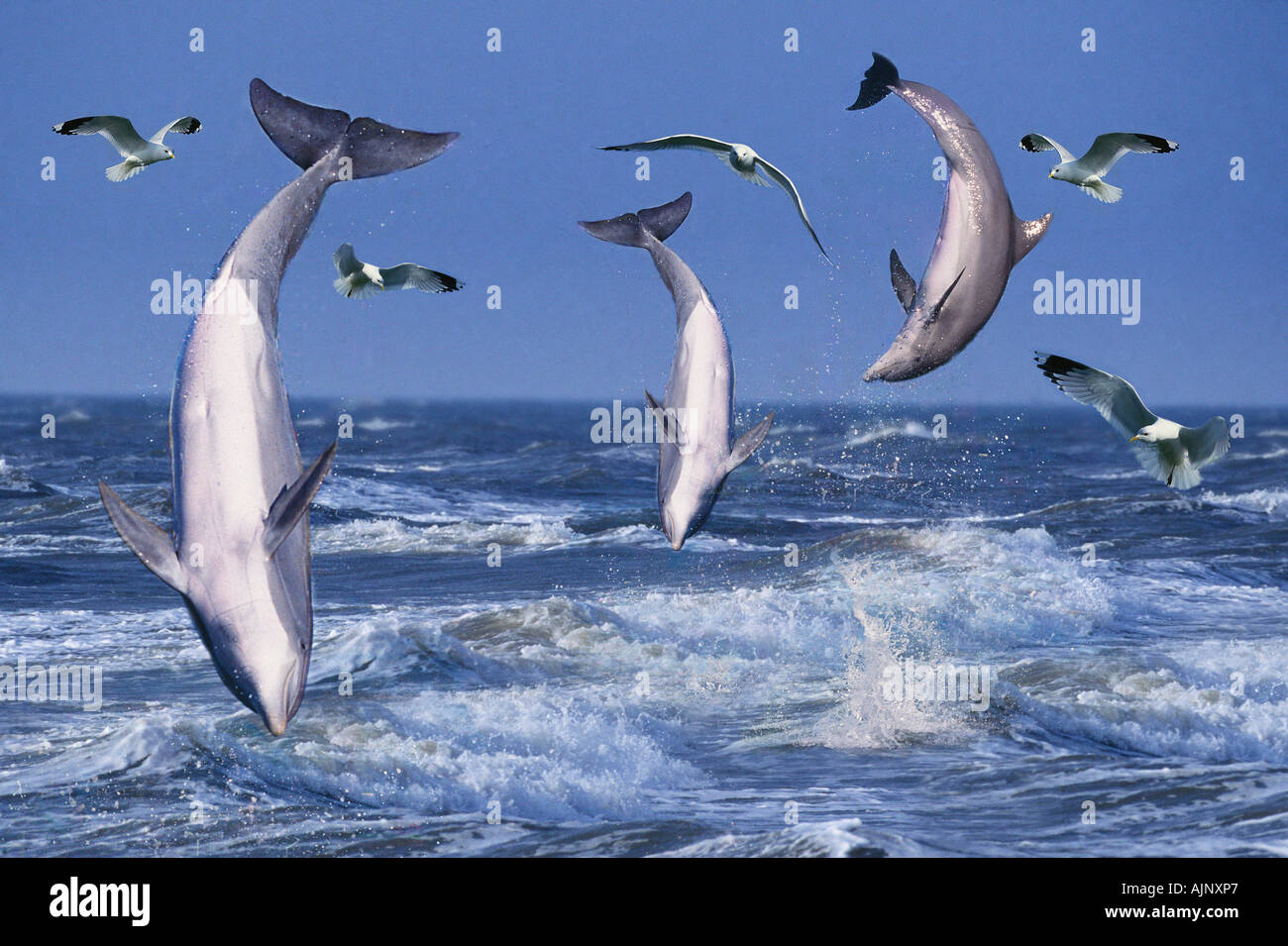 Bottlenose dolphin tursiops truncatus three hi-res stock photography ...