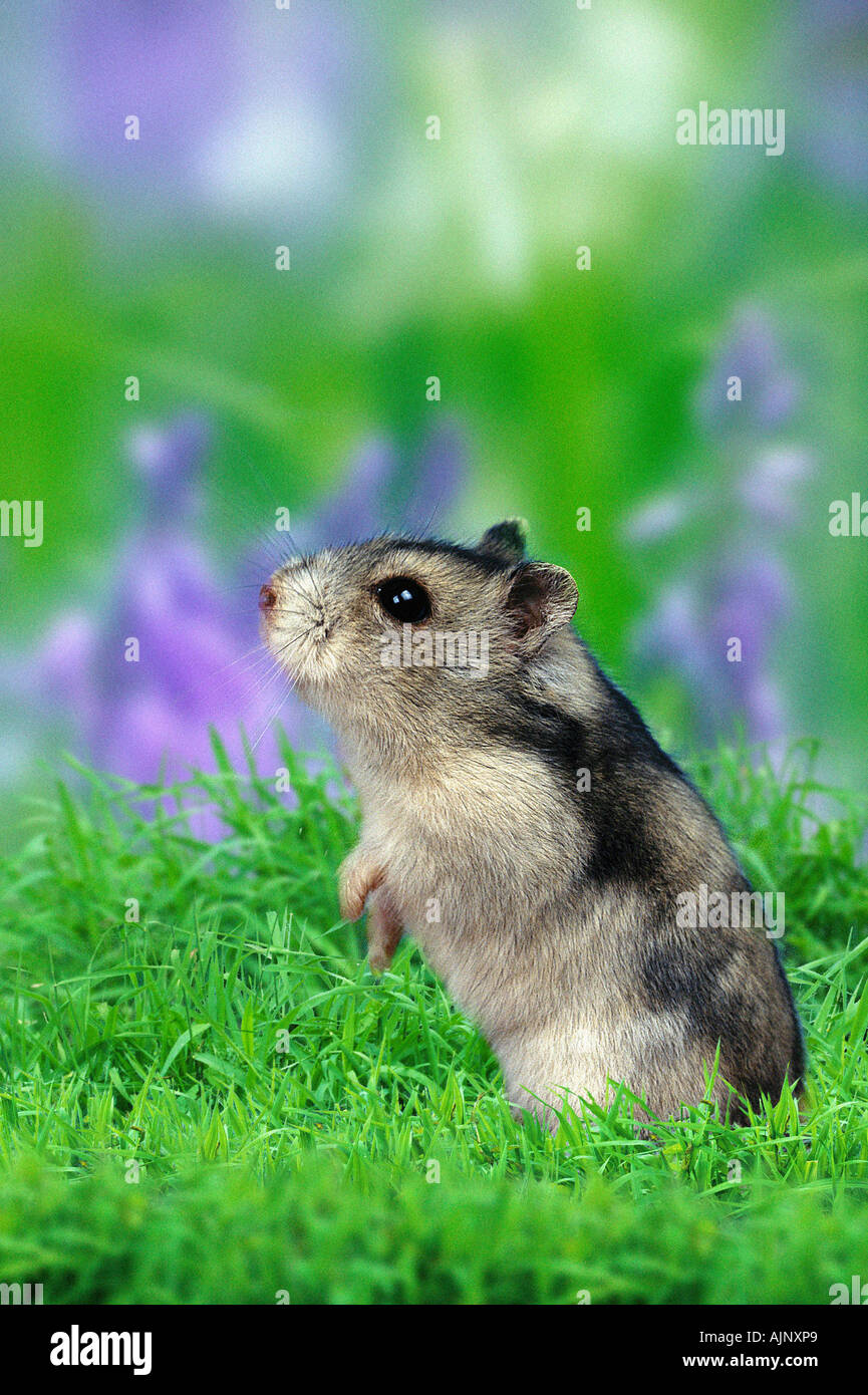 Dwarf Hamster Phodopus sungorus Stock Photo - Alamy