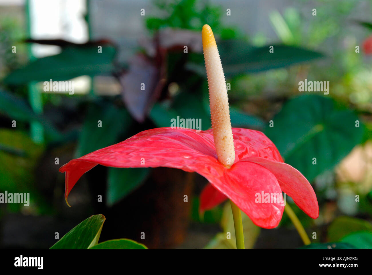 An Anthurium Flower Stock Photo - Alamy