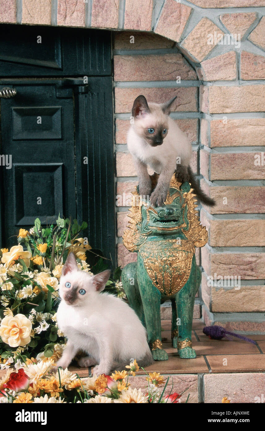 Classic Siamese Cats kittens 9 weeks Stock Photo - Alamy